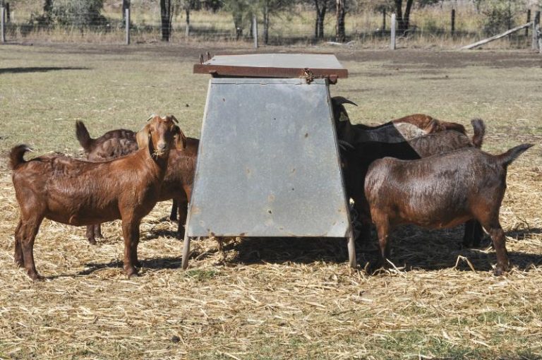 Kalahari Red Goats - Breed Profile - Goat Journal